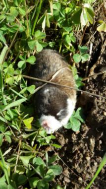 Biodiversity Management