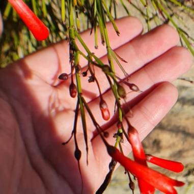 Biodiversity Management